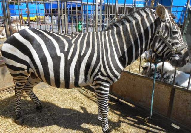 LES MAGAZINES DES ARTS NOMADES: une zébrelle s'échappe