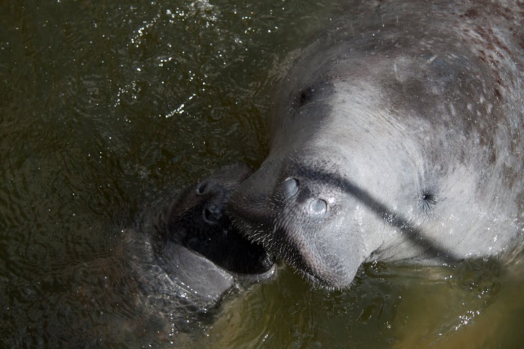 H a b i b i S a i l s: Manatees - ugly but soo cute!