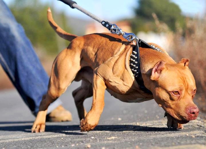 Blog do Pit Bull: Pit Bull: American Pit Bull Terrier - sigla APBT ...