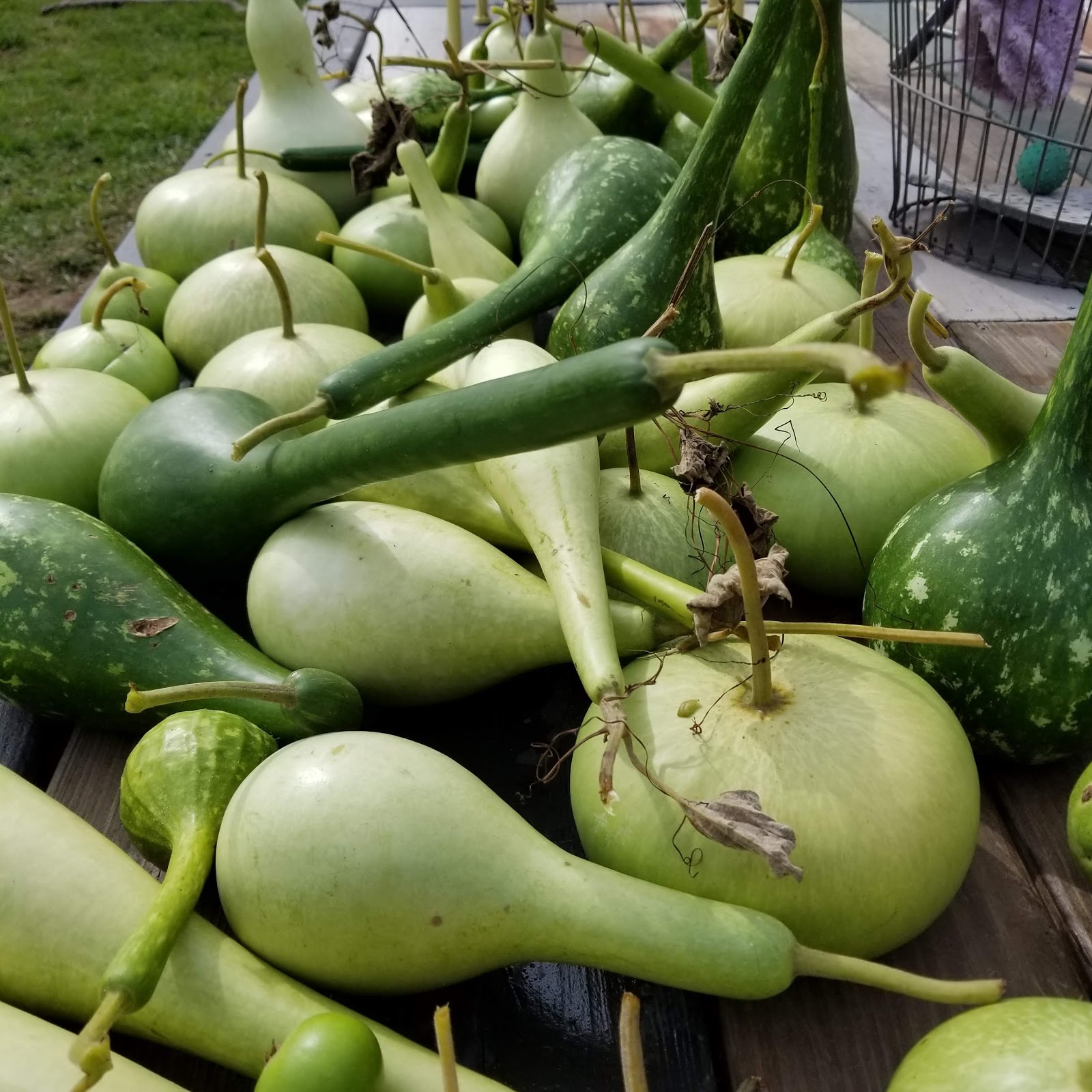 The Gourd Patch