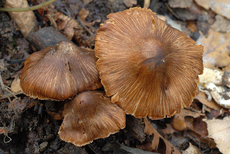 Funghi Teramani: Inocybe maculata subsp. fastigiella (G.F. Atk.) Kühner ...