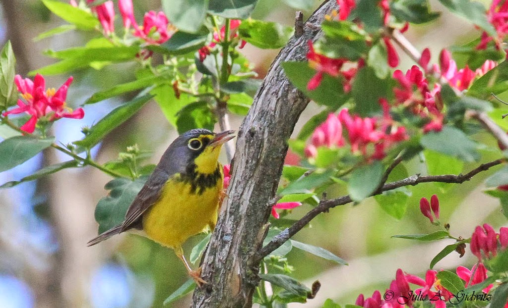 Birding Is Fun!: Magnificent Warblers!