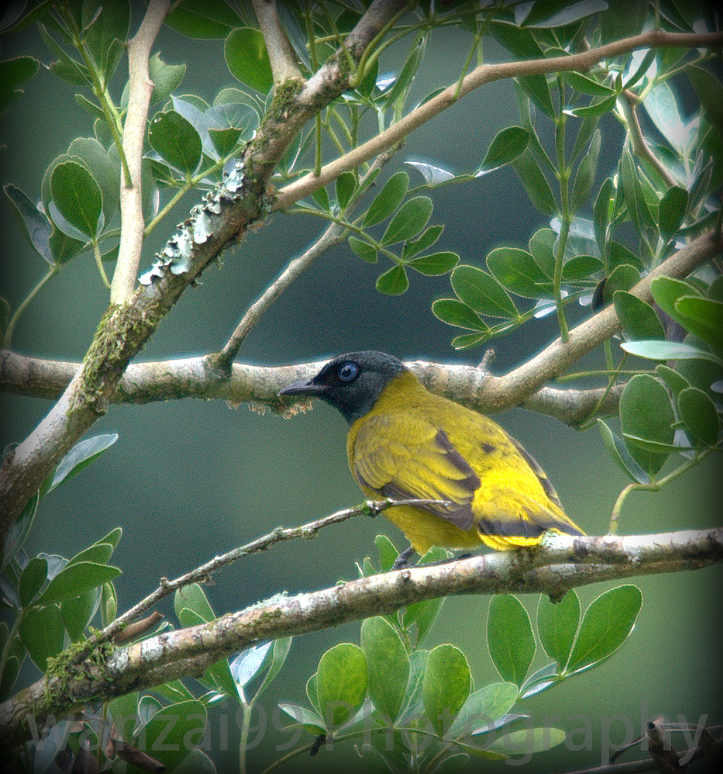 wanzai99 PHOTOGRAPHY: Burung Merbah Siam