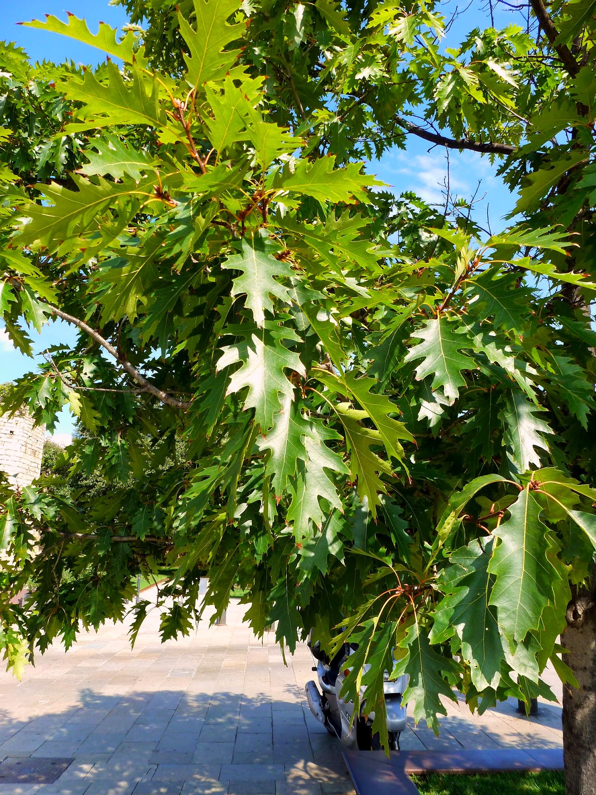Árboles con alma: Roble rojo americano (Quercus rubra)