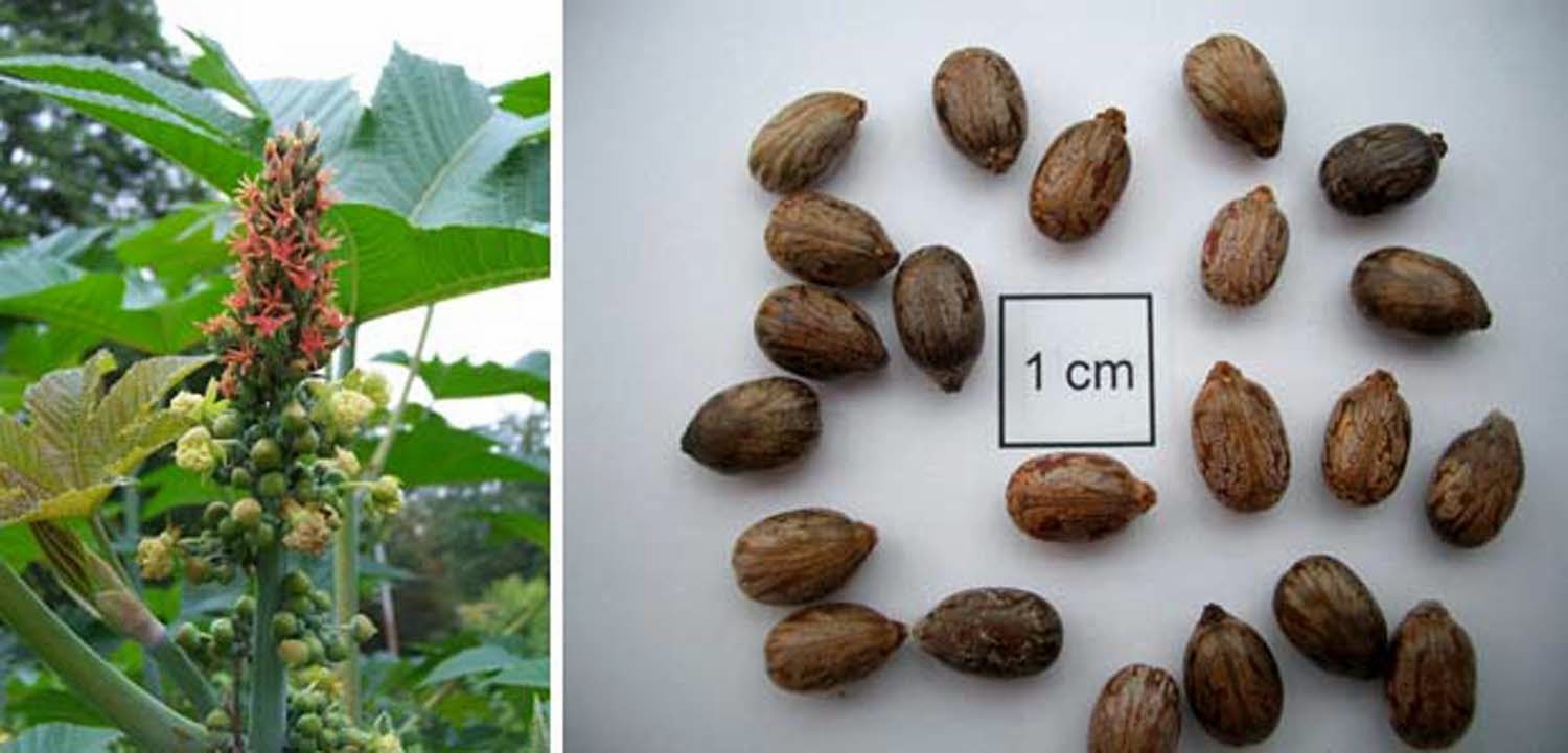 ARTE Y JARDINERÍA : RICINO O TÁRTAGO. Ricinus communis