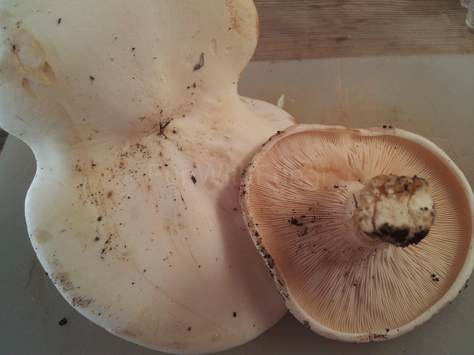 Fun with fungi: Leucopaxillus giganteus. Giant Funnel Cap.