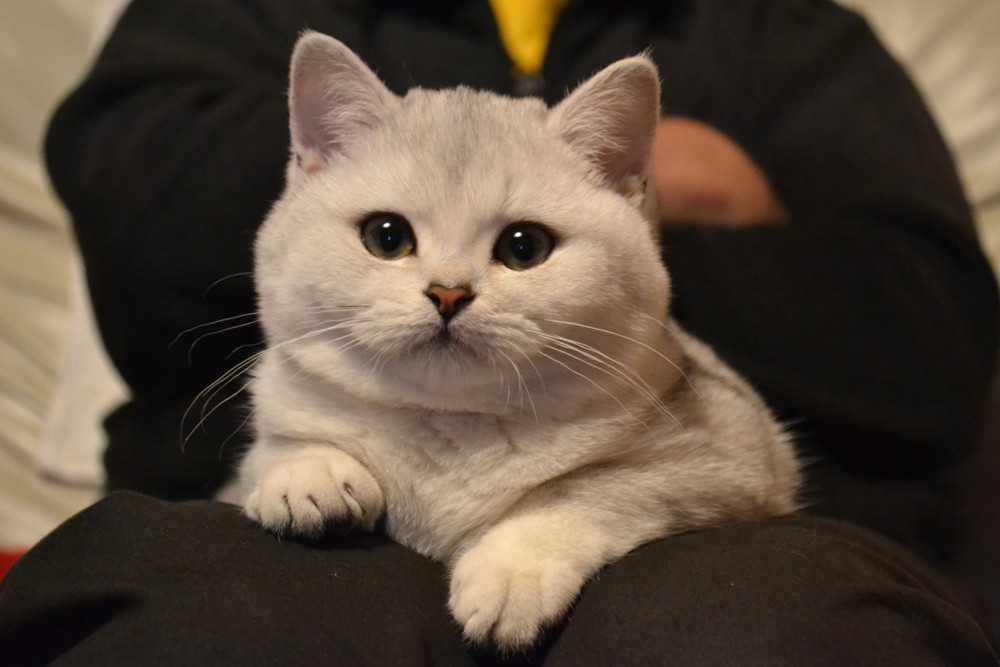 SI*Silverbuttons - Cattery of Silver and Golden Shaded British ...