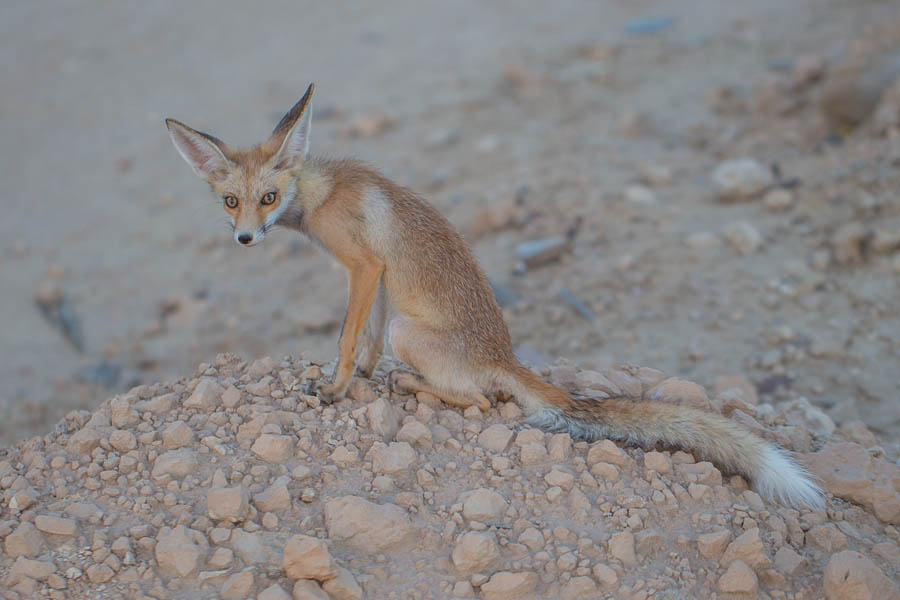 Birds of Saudi Arabia: A very close encounter with an Arabian Red Fox ...
