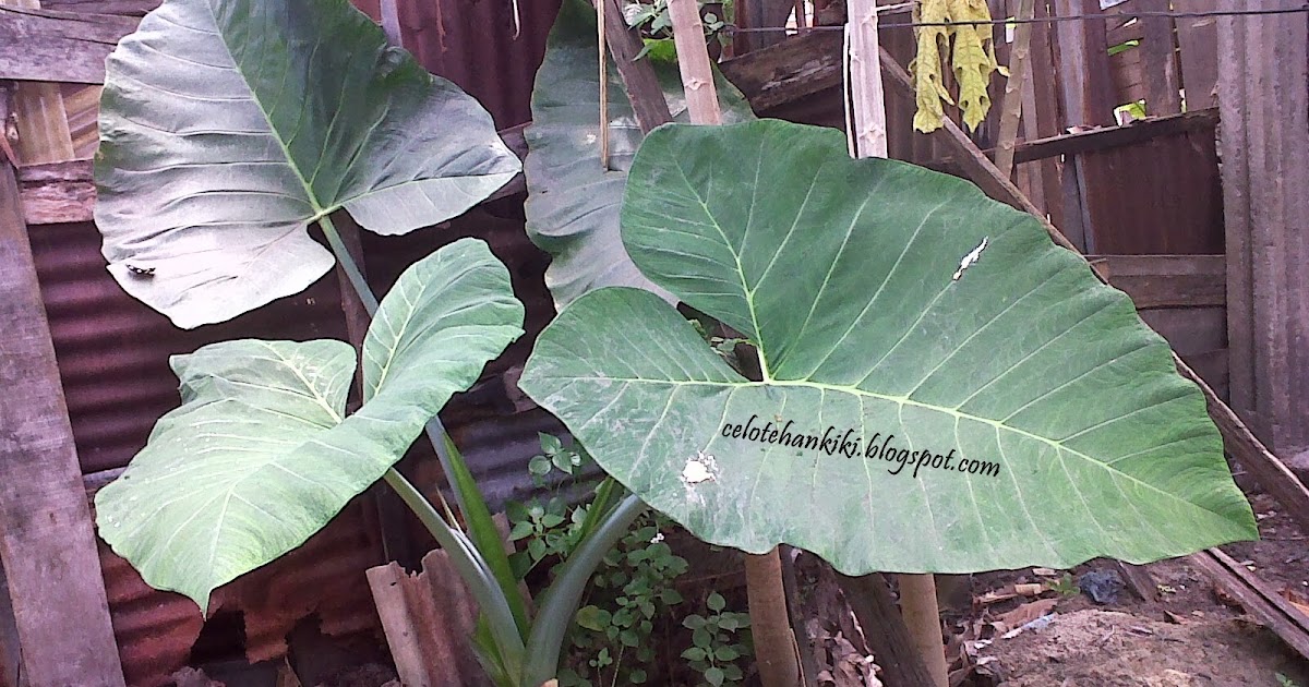 Baru 21+ Tanaman Keladi