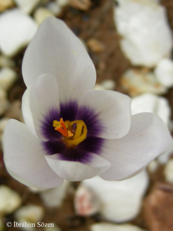 The Country Of Crocuses: Crocus mathewii