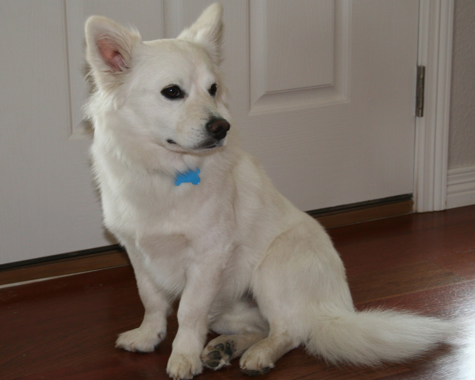 Australian Eskimo Puppies