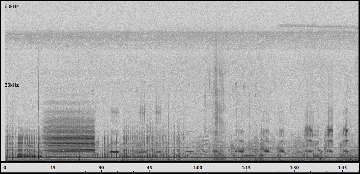 Missouri Historian, Micah Fletcher