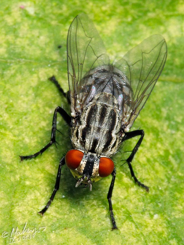 Biodiversidad Costa Granadina y ... (Fauna): Moscardas de la carne ...