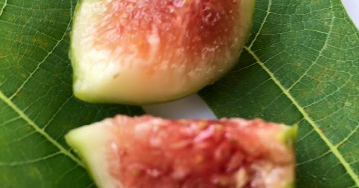 Angelique Fig - Var Tin