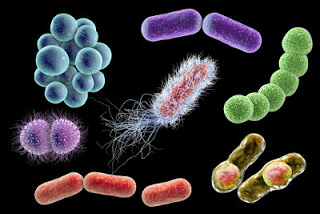Reino Monera ~ Biología Total