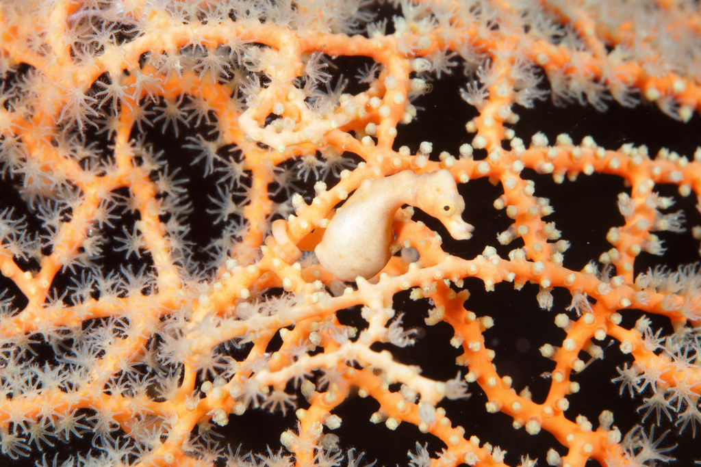 Real Monstrosities: Pygmy Seahorse