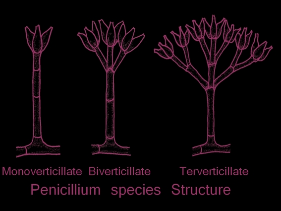 Fun With Microbiology (What's Buggin' You?): Penicillium species