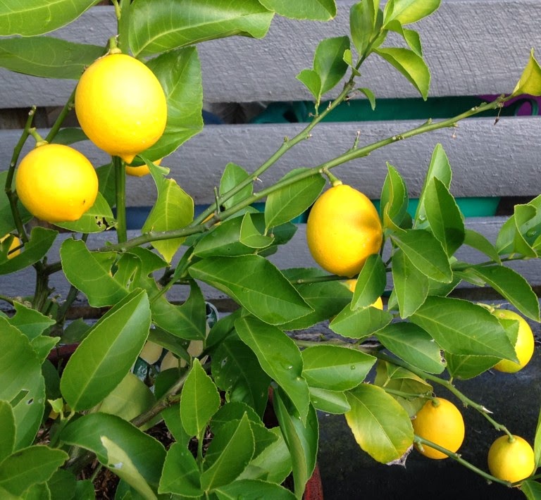 I prefer reading: Lemon tree, very pretty