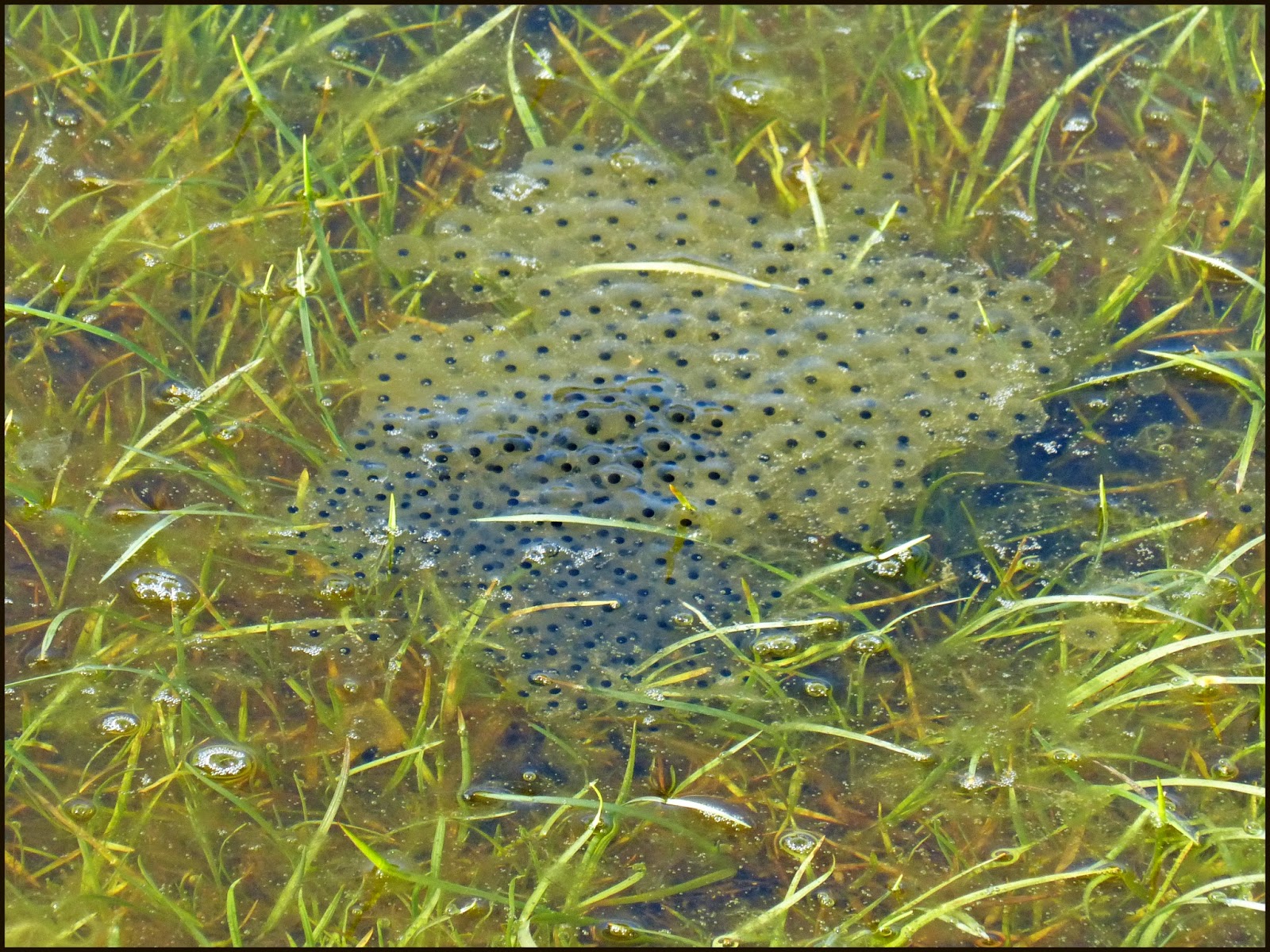 Wild and Wonderful: March 2014