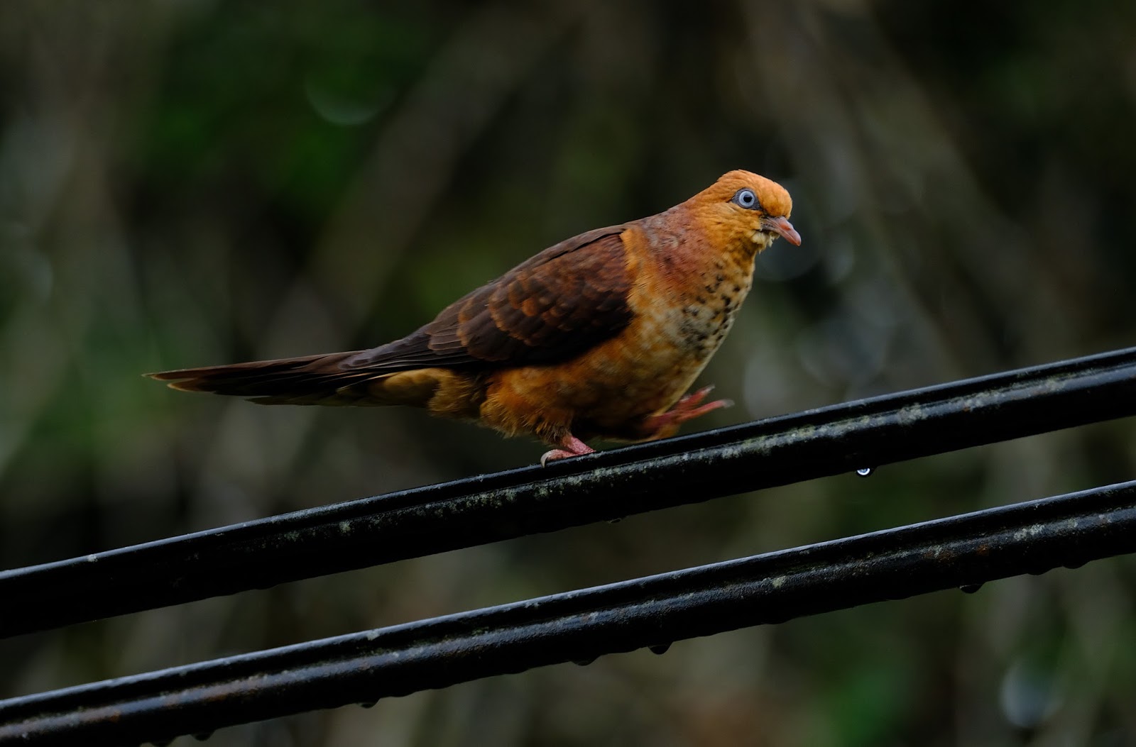 Mike is the name Birding is the game ( Birding in Malaysia - Malaysian ...