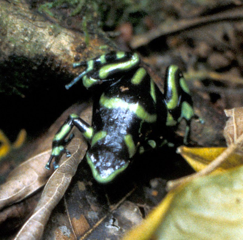 Dendroland: Dendrobates Auratus, sus morphos y variedades de color.