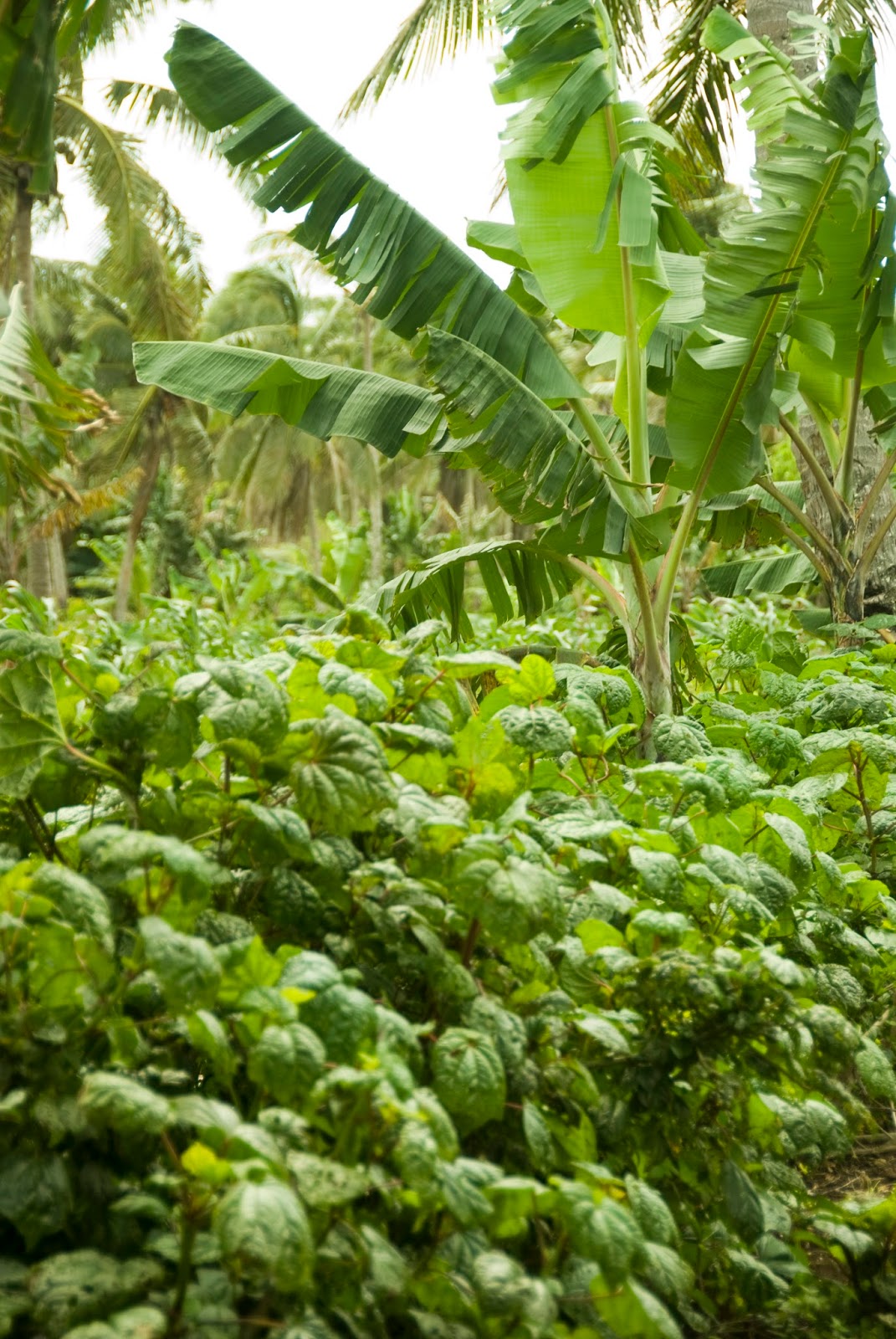 Garth and Sandy Rule the World: Sights of Tonga