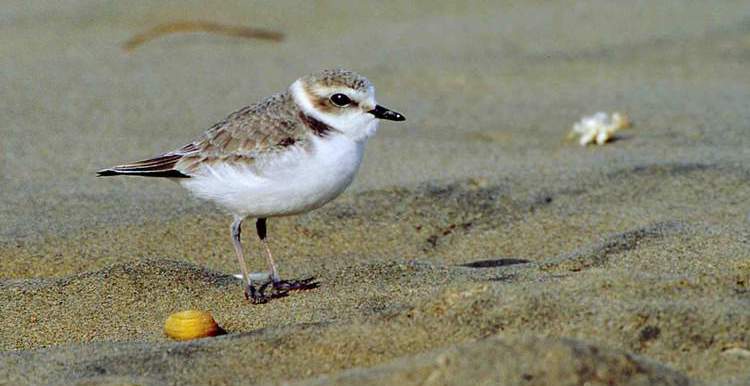Western Snowy Plover ~ Morro Coast Audubon Society