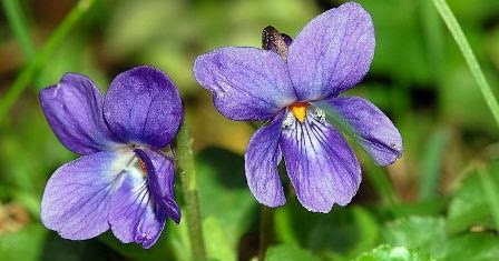 Violets in Shakespeare | A Shakespeare Garden