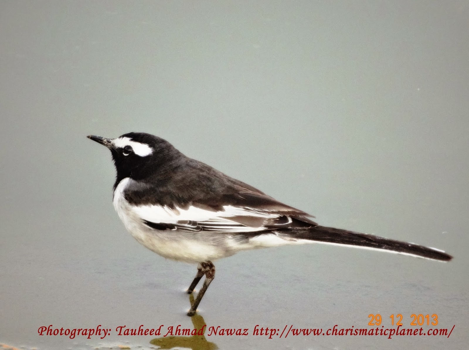 Tauheed Ahmed Nawaz Photography: Generally, sparrows are small, plump ...