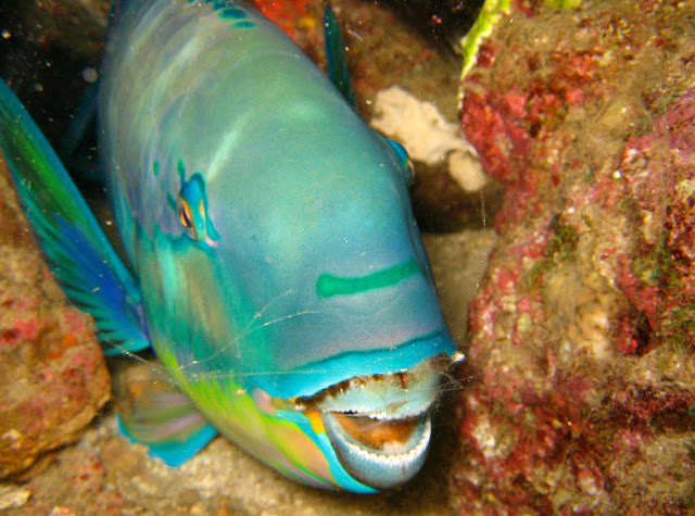 Parrotfish | The Biggest Animals Kingdom