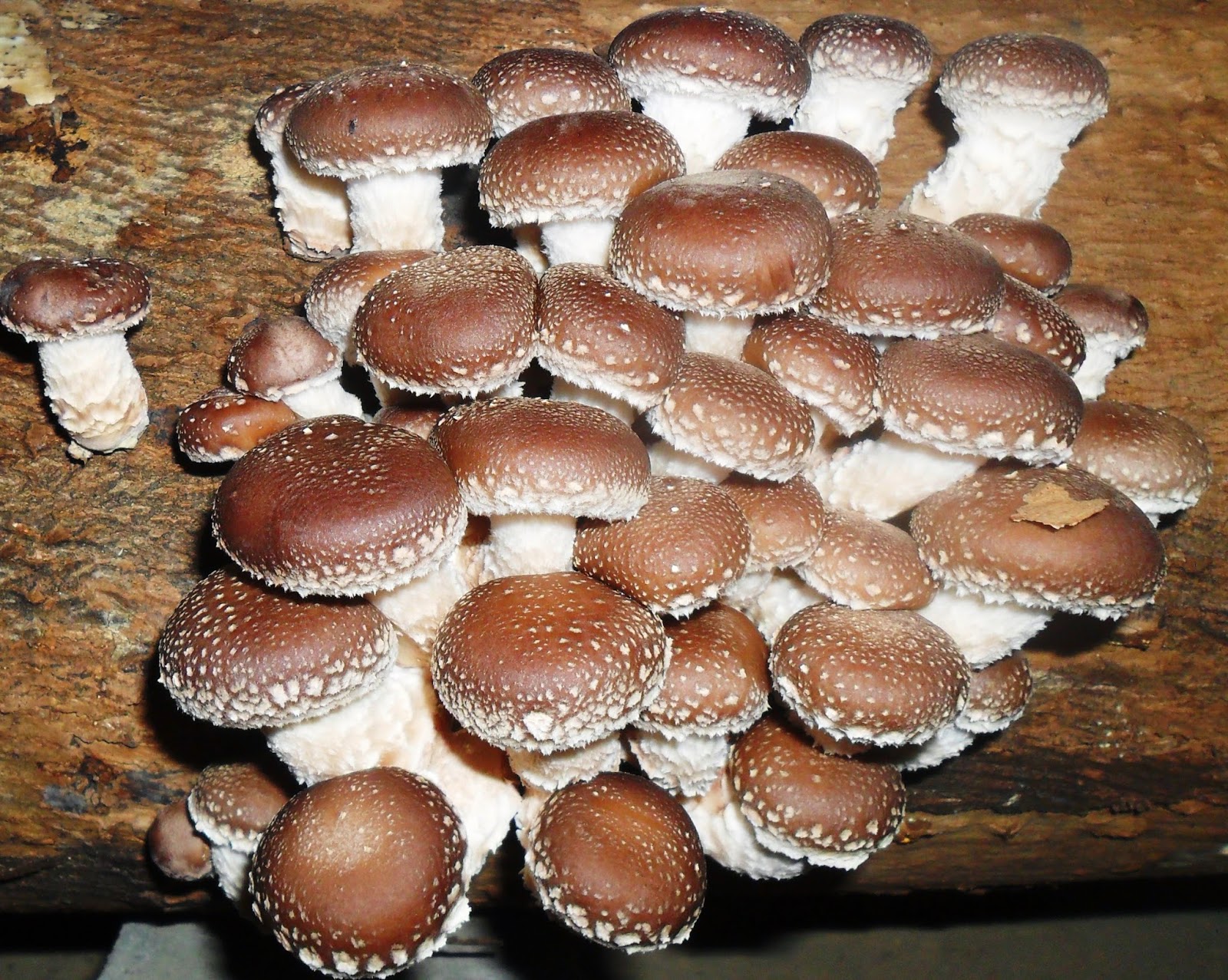 Benefícios do Cogumelo Shiitake ~ Coisas de Mulher