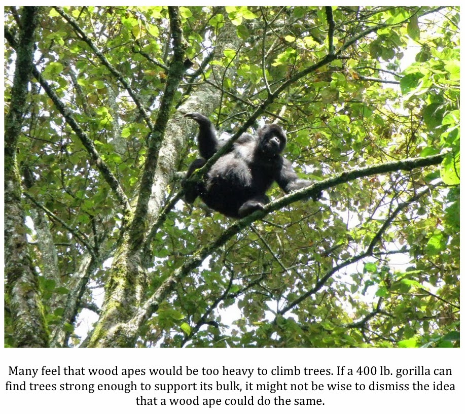 Texas Cryptid Hunter: Alleged Wood Ape Encounter Reported by Reader