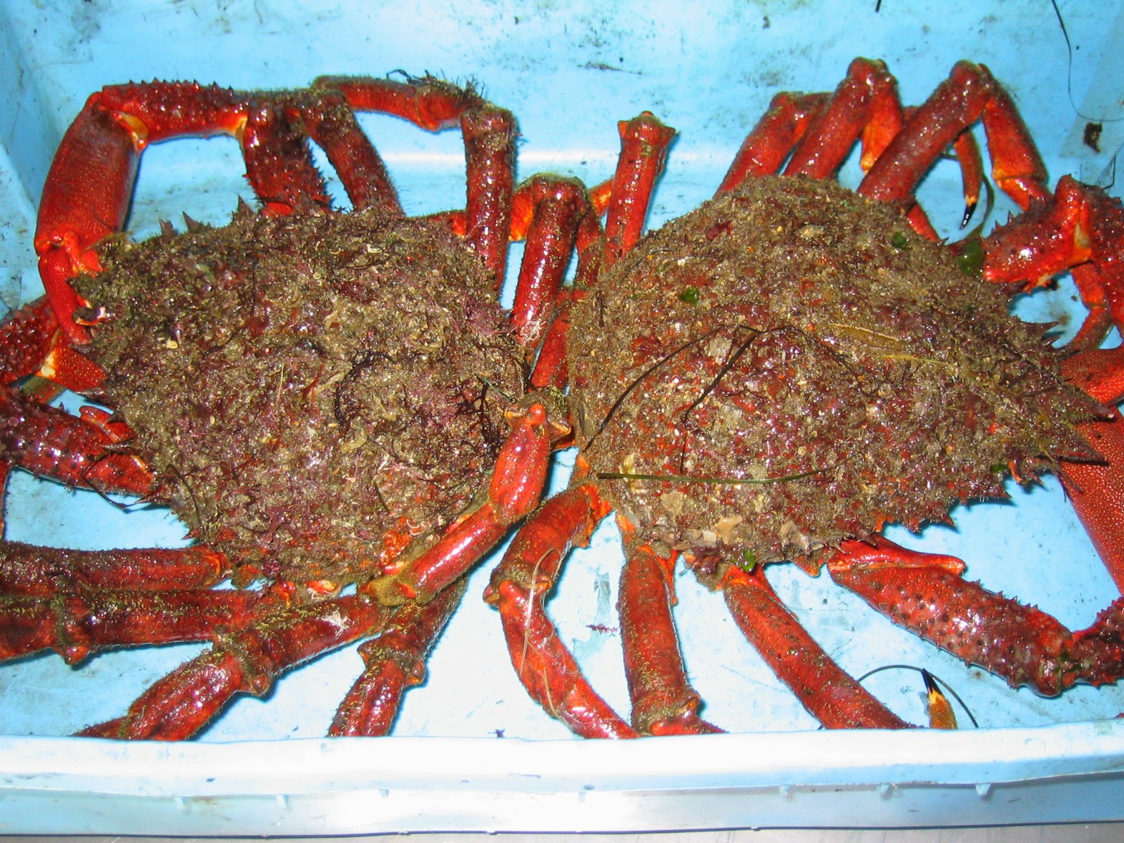 El rincón de Mundín: CENTOLLO PREPARADO (XANGURRO)