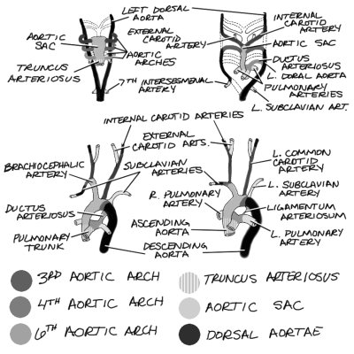 DOC Logic: Developmental Anatomy