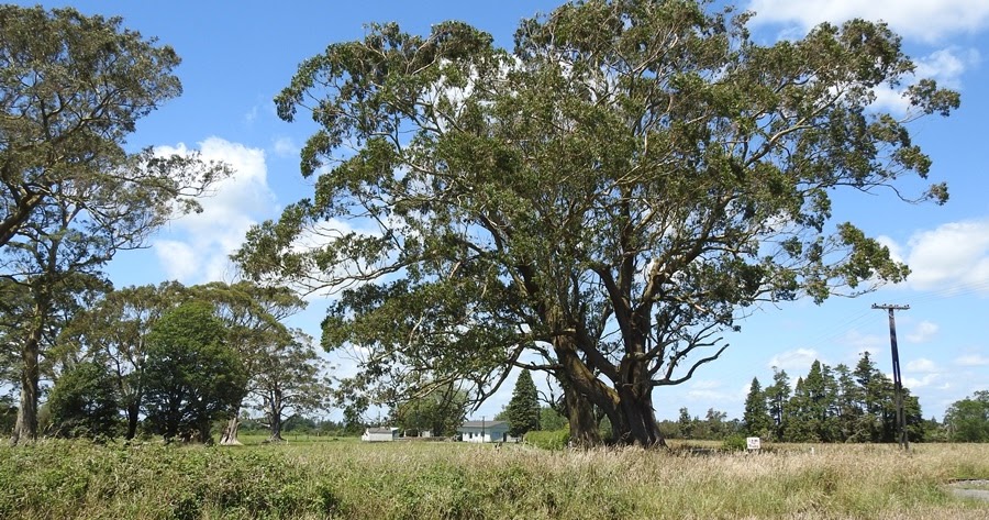photographing New Zealand: macrocarpa house