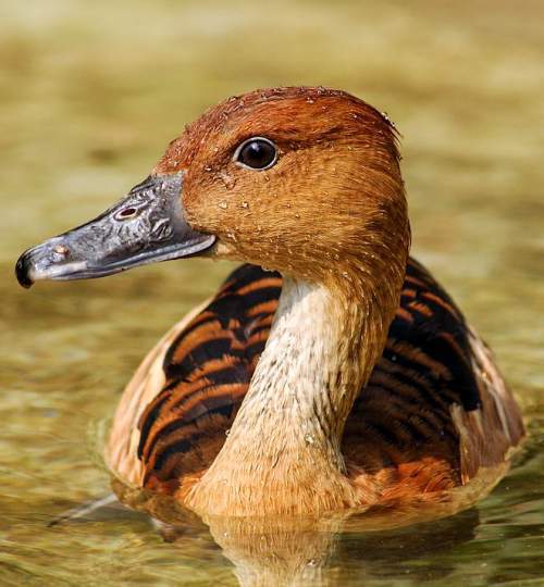 Fulvous whistling duck images | Birds of India | Bird World