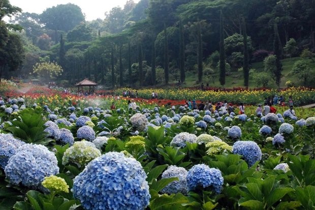 5 TAMAN BUNGA ATAU KEBUN WISATA BAIK DI DALAM NEGERI MAUPUN DI LUAR ...