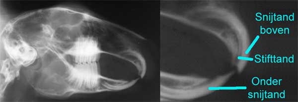 Het Vrolijke Konijnenhol: Tandproblemen bij konijnen (o.a. Jefke) DEEL 1