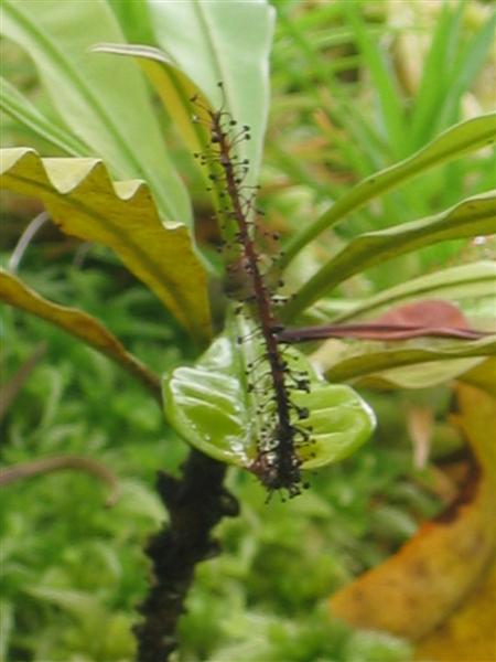 ARTE Y JARDINERÍA : PLANTAS CARNÍVORAS. Triphyophyllum