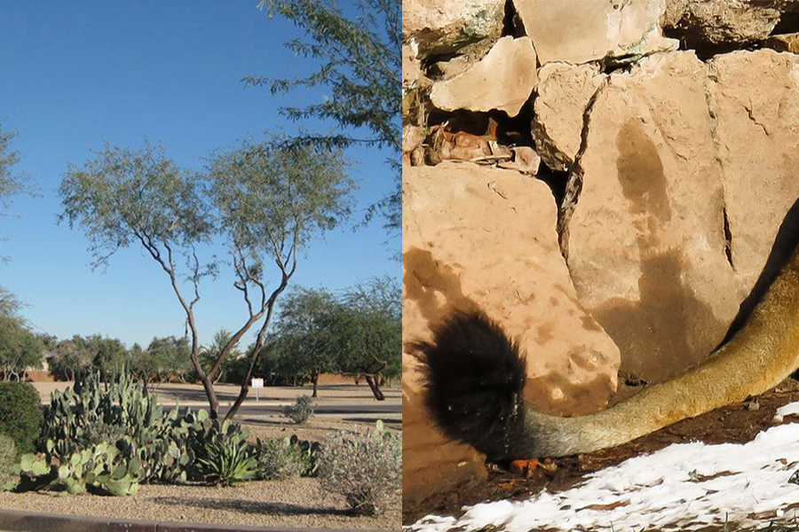 Aaron Rangel Gardening: Poor Pruning practices of trees