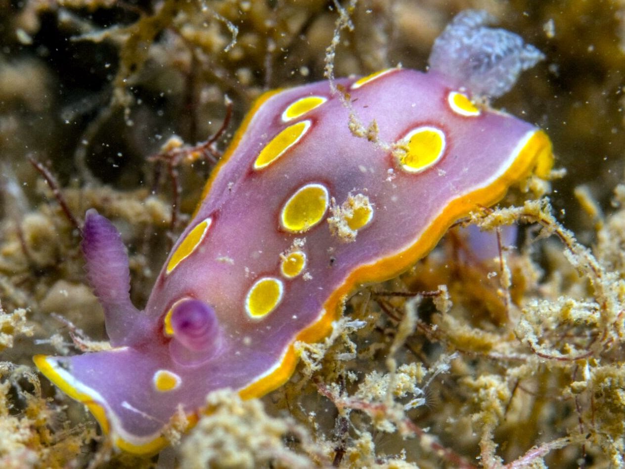 Taxonomía invertebrados no artrópodos: Phylum Mollusca Clase Gastropoda ...