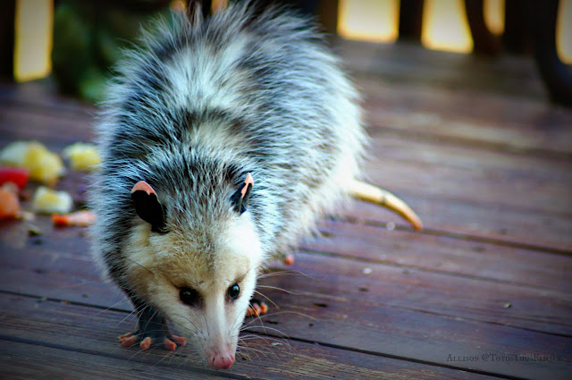 What Does the Possum Say? - Totus Tuus Family & Catholic Homeschool