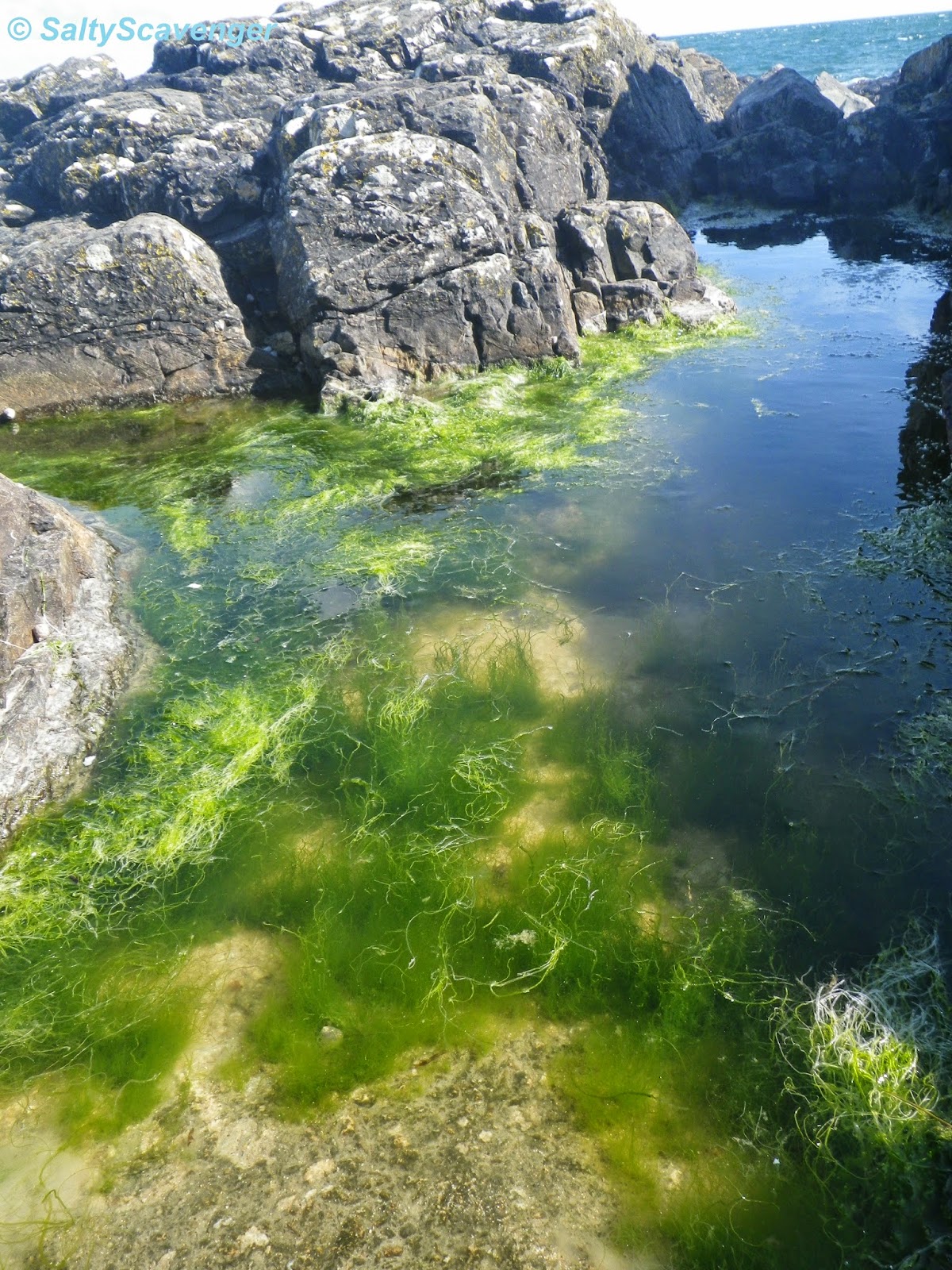 Rock Pooling: Rockpooling destination: Mousehole May, 2014