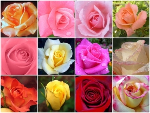 Types Of Roses | FLOWERS WORLD