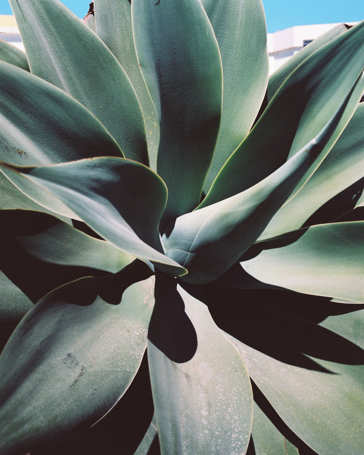 loveisspeed.......: Ginger & Jagger: Natural Narrative Masterpieces ...