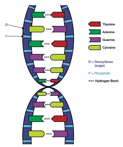 Ms. Schonhoff's Class: DNA Structure Pictures