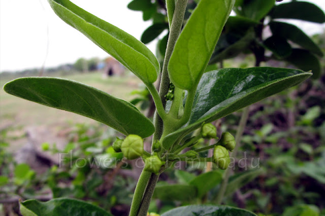 Tylophora indica - Indian Sarsaparilla - Flowers of Tamilnadu