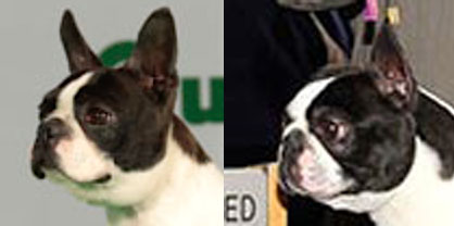 Are Boston Terriers Ears Cropped