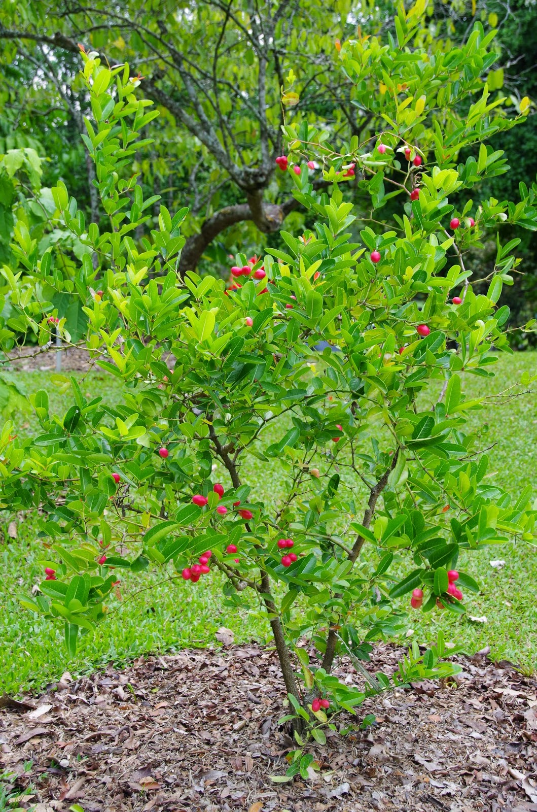 Trees and Plants: Karonda (Carissa Carandas)