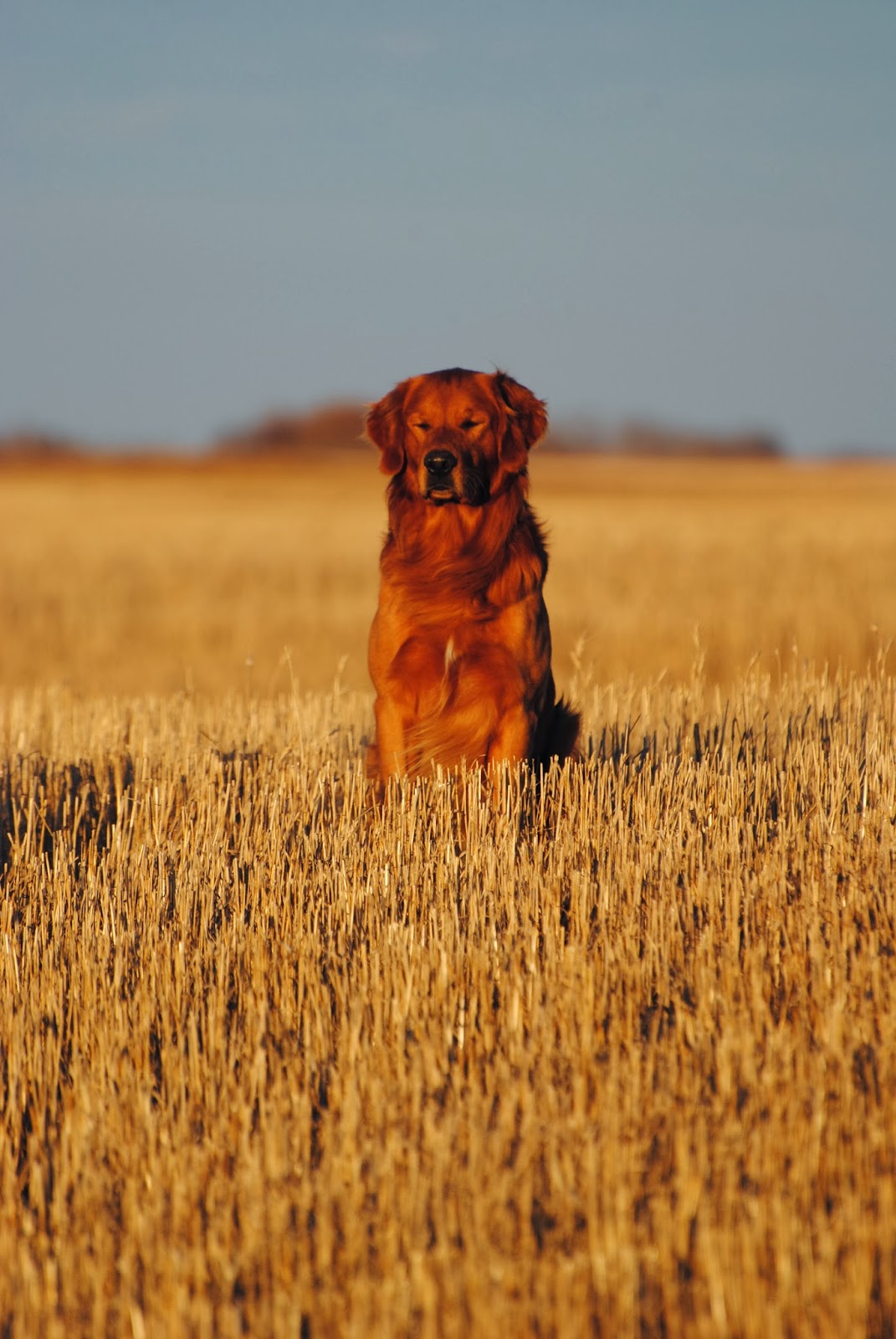 Annual Saskatchewan Hunt - Tidewater Golden Retrievers